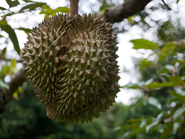 Durian Tree Leaves